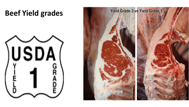CHEF Q: Types of Meat You Should Know as A Chef