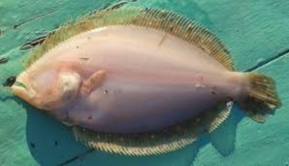 Fakta Ikan Sebelah, Sisa Ikan yang Dimakan Nabi Musa