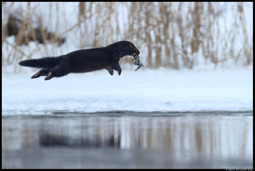 Happy Catholic*: Flying Mink