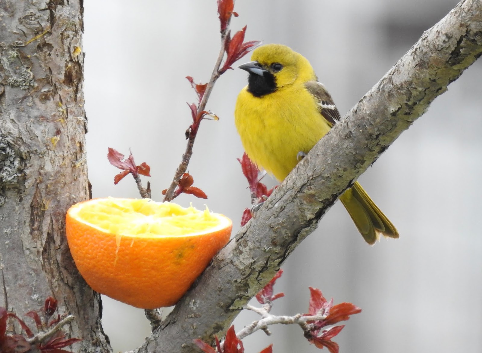 Bev's Nature Blog: Orchard Oriole