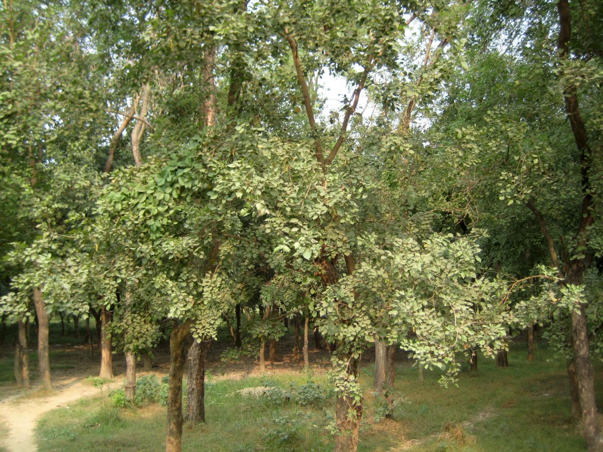 Budsas: Kinh Lá rừng Simsapā (SN 56:31)