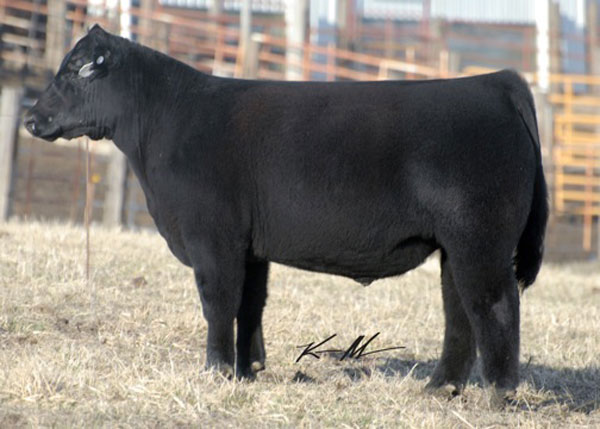 Lautner Farms: Bremer Show Cattle Online Sale