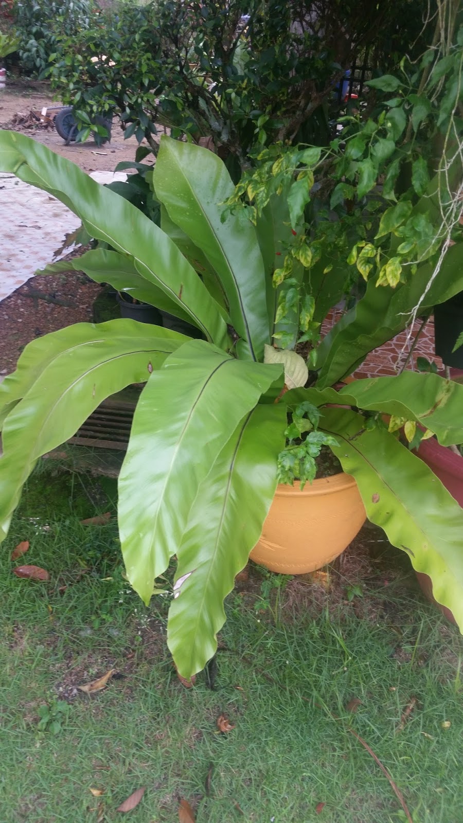 Warisan Petani: Pokok Paku Langsuir.