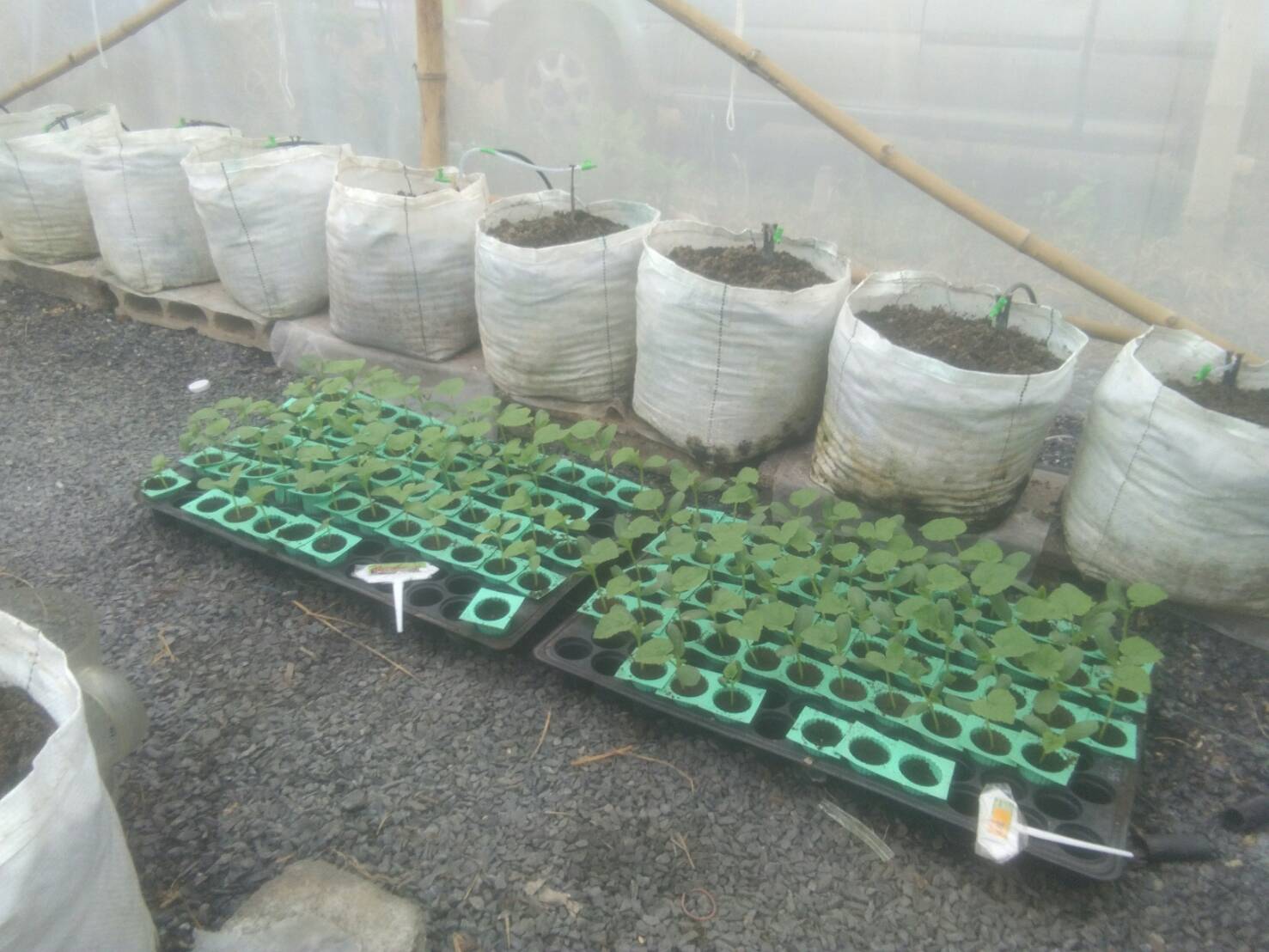 การปลูกเมล่อน Style Oji Meron: การปลูกเมล่อน Style Oji