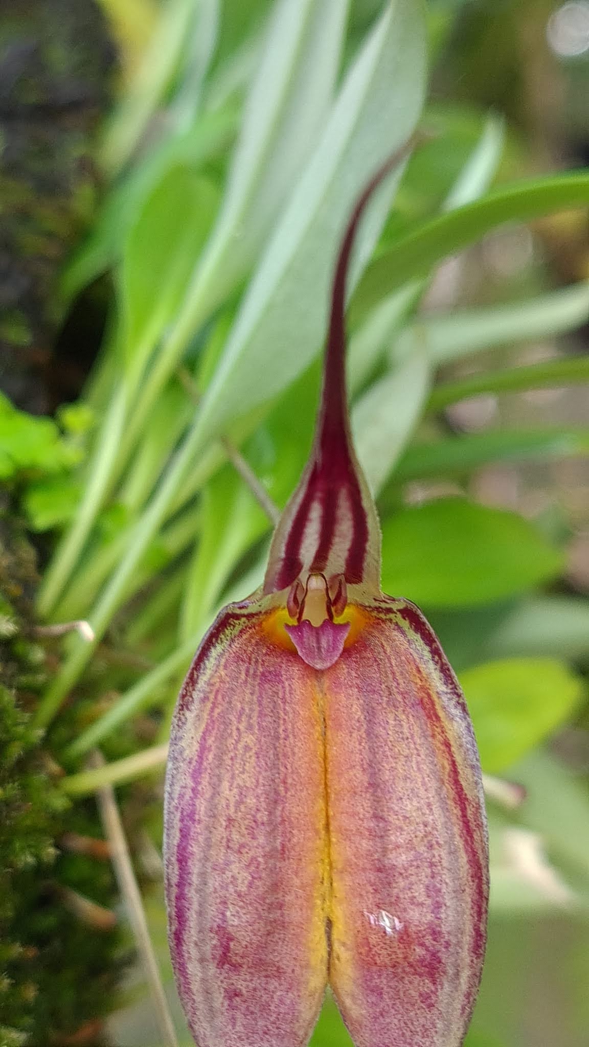 Masdevallia patula Luer & Malo