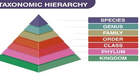 History of Taxonomy | Taxonomy hierarchy | History of plant Taxonomy