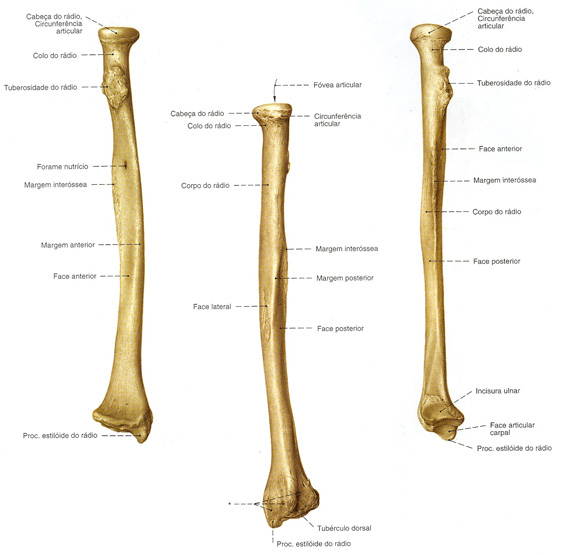 Anatomia do cotovelo