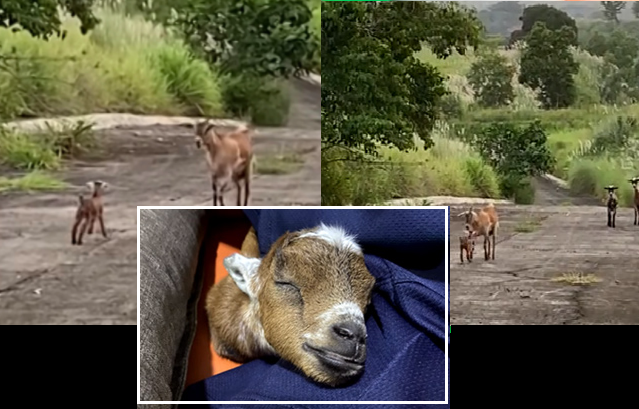 Lost baby goat reunite with family day after being rescued leaves the ...