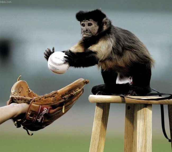 Cool Pictures: Best Funny baseball Pics & Photo Gallery.