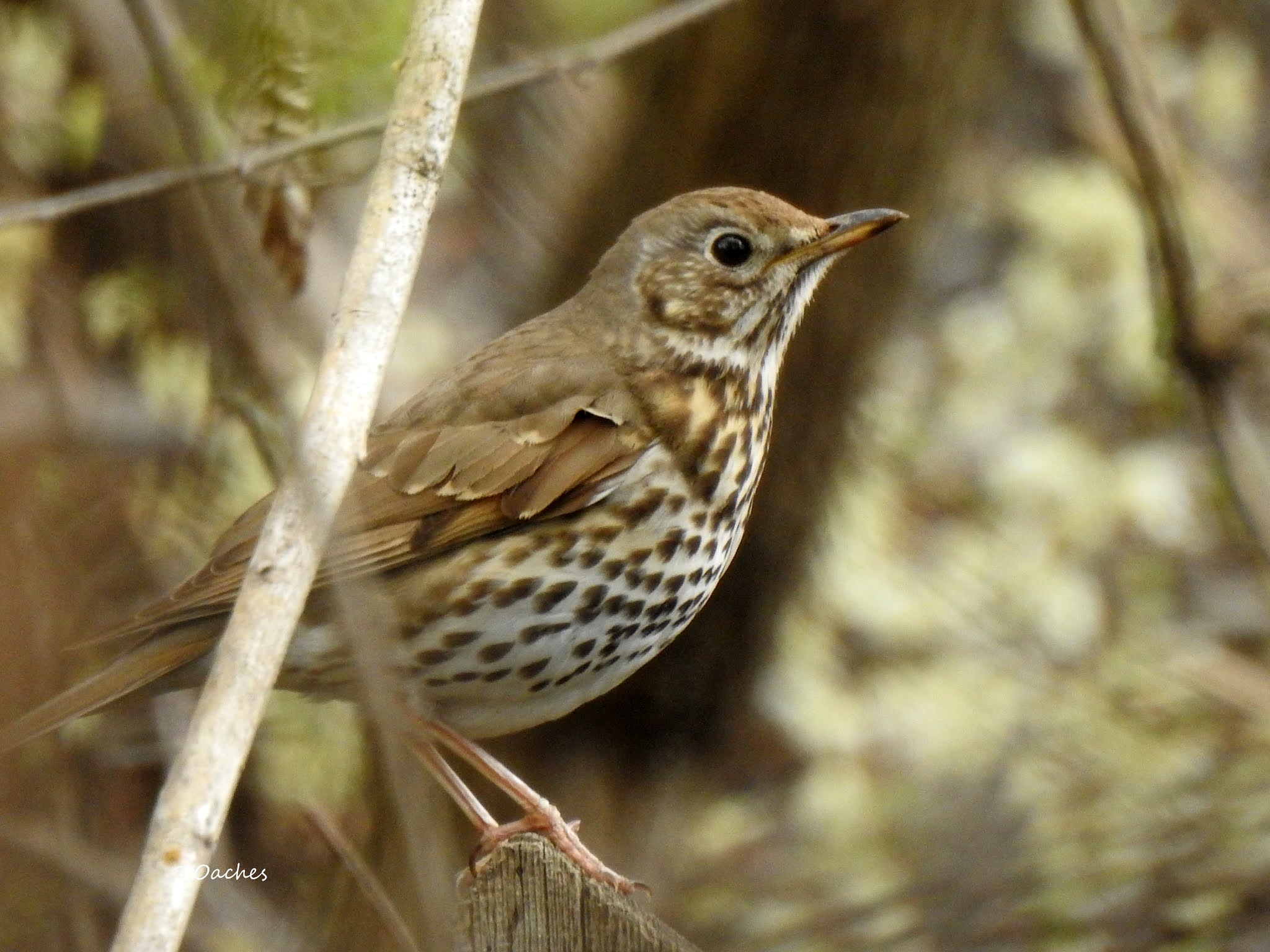 PASARI DIN ROMANIA: STURZ CANTATOR, Turdus philomelos