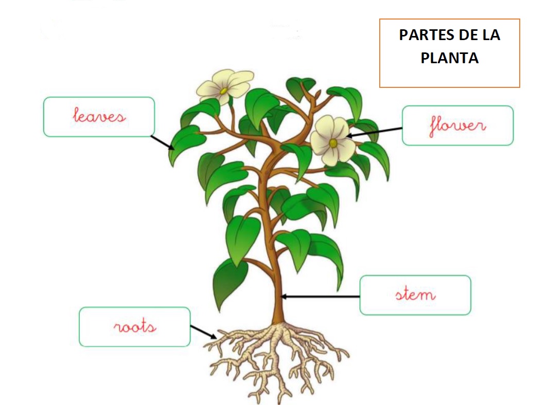 La Clase Mágica: PARTS OF A PLANT (Partes de una planta)