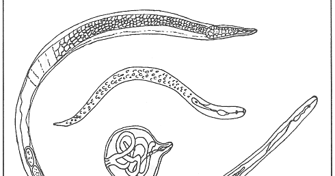 D'@roma fig: NEMATOD