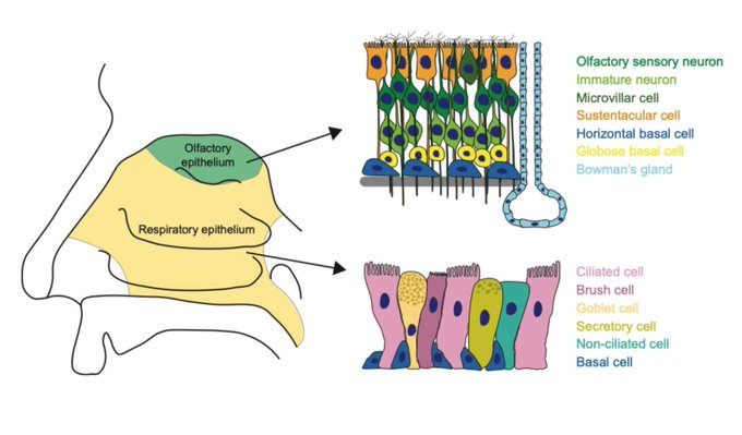 amudu: What are the different types of cells in the nose