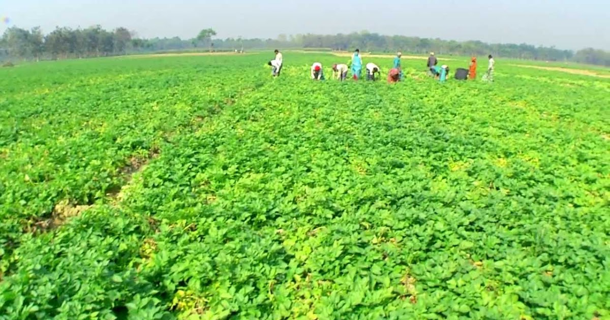 खेत खलिहान के रखवाले डीवहारे बाबा | हिन्दीकुंज,Hindi Website/Literary ...