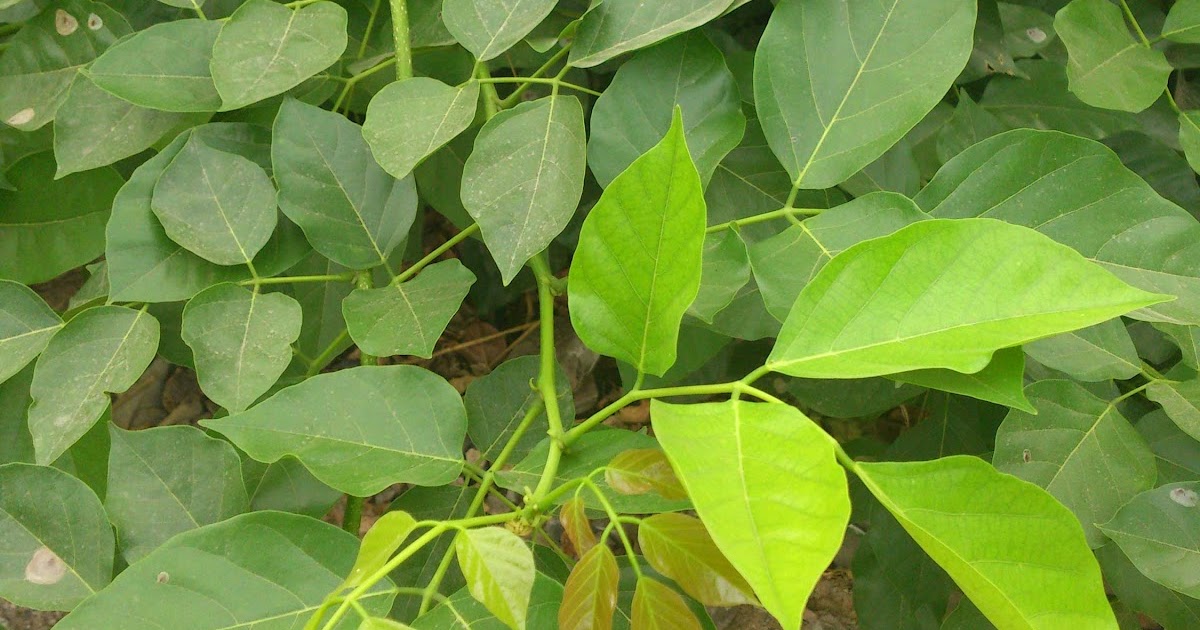 Medicinal Plants: Millettia pinnata Pongamia pinnata Kanuga Karanj Punku