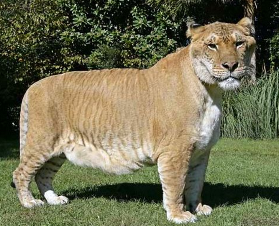 A Brave New World: Studio Notes - Real Life Hybrids