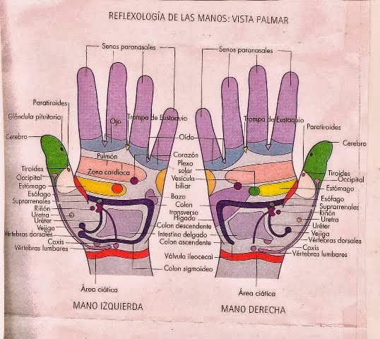 Reflexologia de las Manos | COMO TRIUNFO
