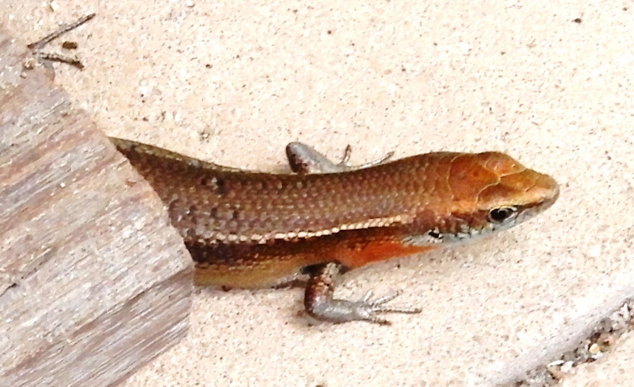 Little Darwin: LITTLE DARWIN EXPERIENCING CONTINUAL ROUND THE CLOCK ...