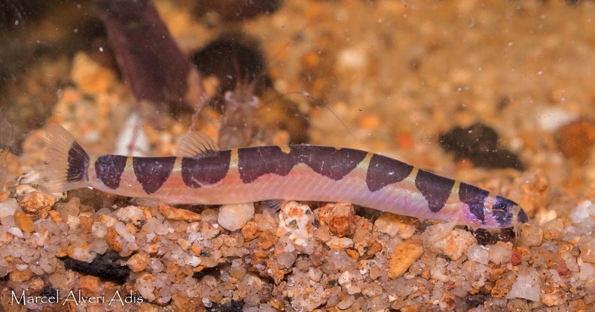 Pangio semicincta (Kuhli Loach) FRASER-BRUNNER, (1940) | Freshwater ...