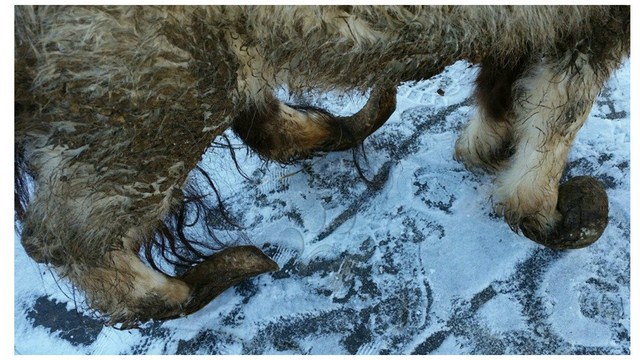 [HERMOSO] Increíble transformación de 4 Ponys abandonados para morir en ...