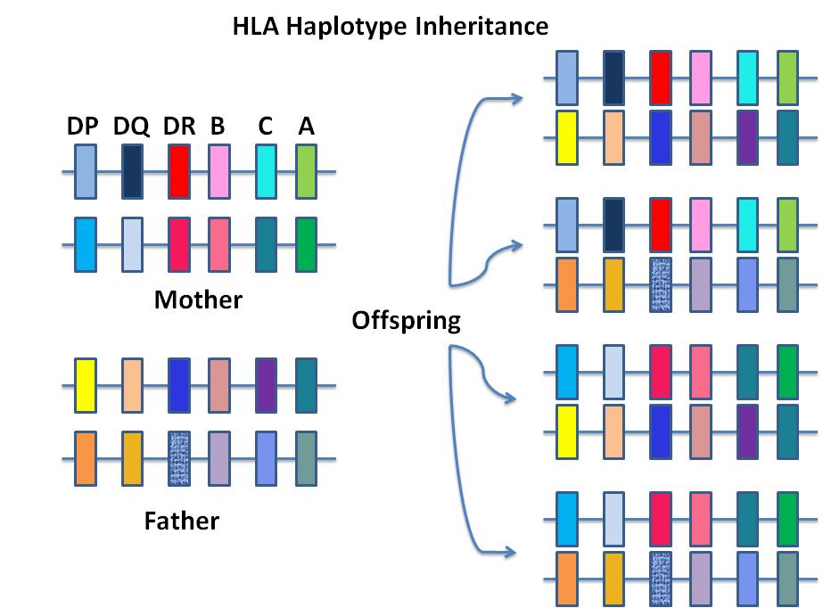 Ms. Adventures in Fertility Land: A New Diagnosis: 6 HLA Matches and ...