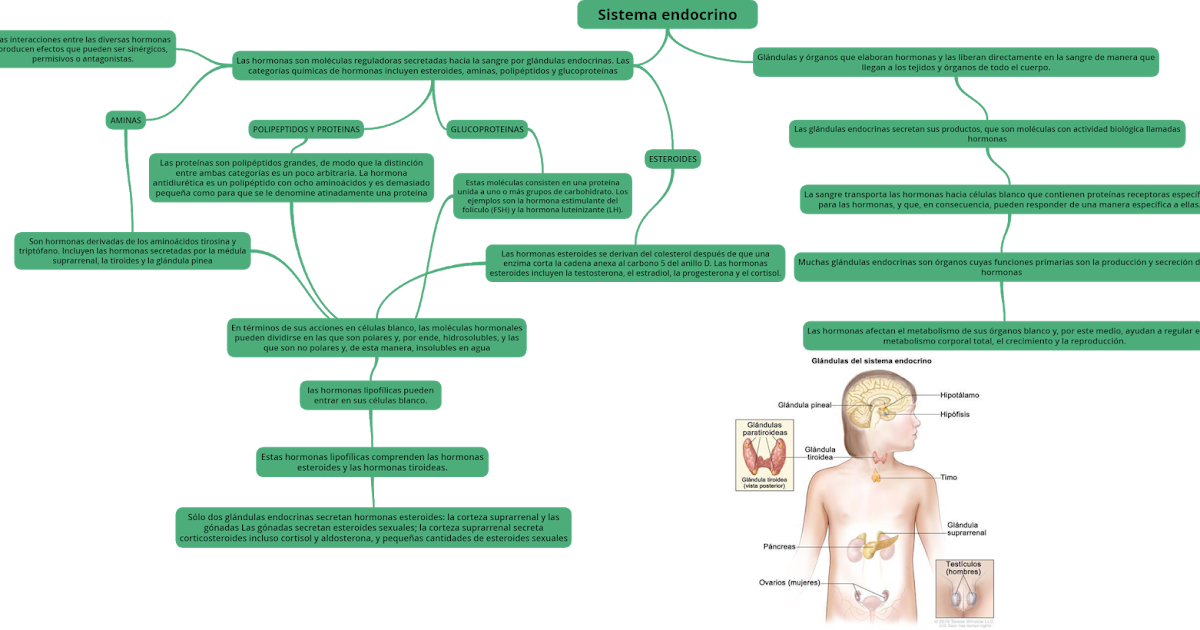 Sistema Endocrino Generalidades