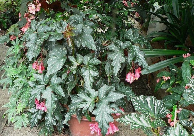 Всё о бегониях и не только...: Begonia 'Silver Mirror'