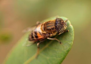 Species Tsetse Fly | Animals In The World