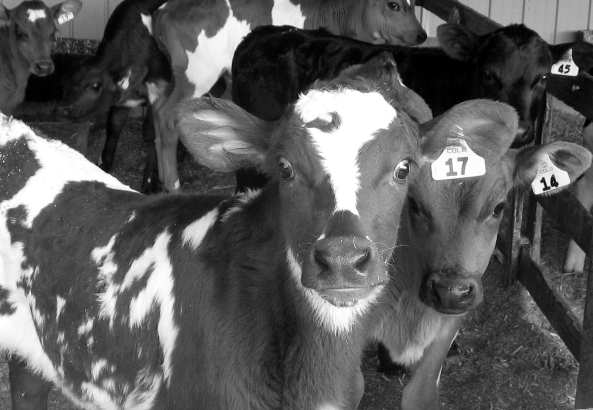 Baldy, brockle, defined | CattleToday.com - Cattle, Cow & Ranching ...