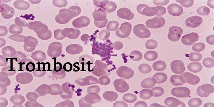 Macam-Macam Pemeriksaan Hematologi beserta Penjelasannya - BELAJAR ANALIS