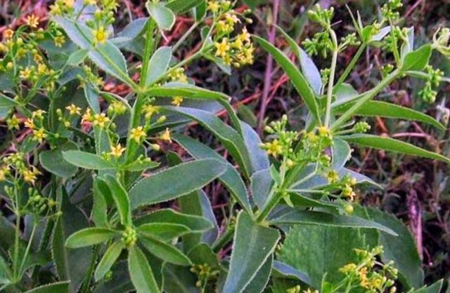 ТРАВУШКА: Марена красильная