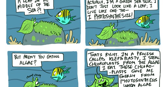 Green Humour: Green Sea Slug