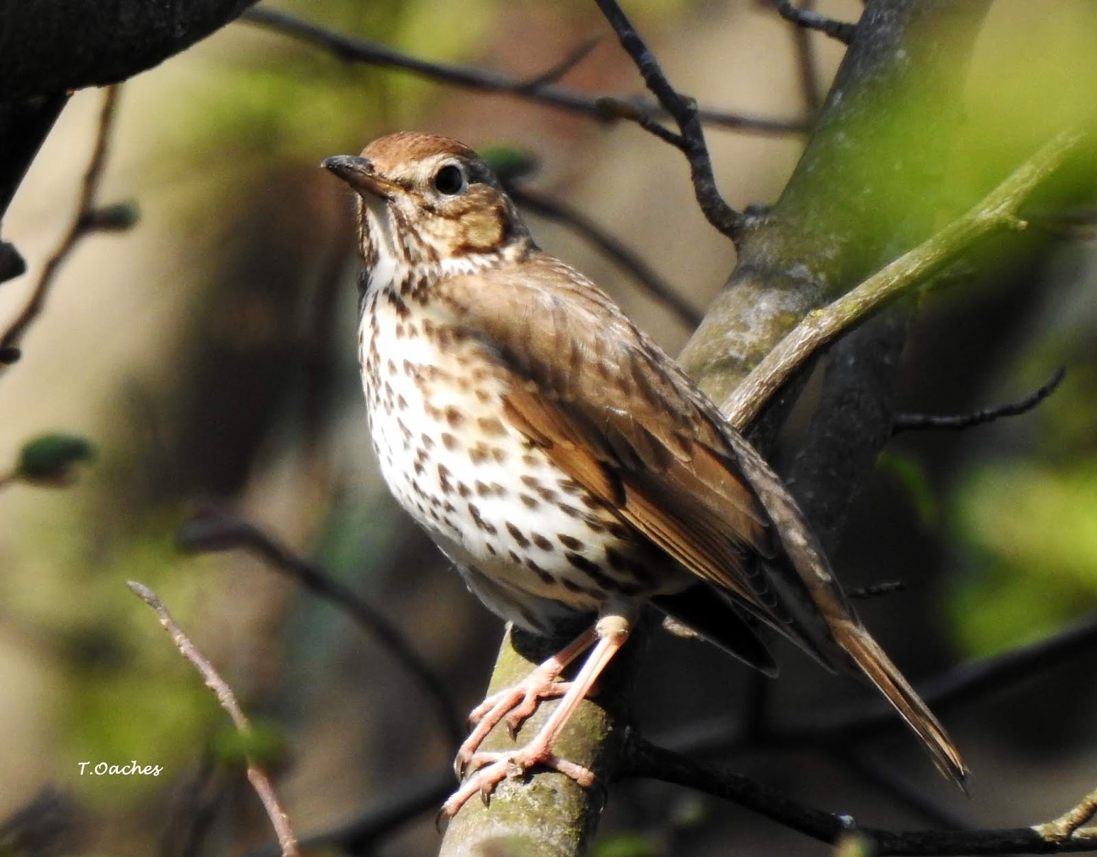PASARI DIN ROMANIA: STURZ CANTATOR, Turdus philomelos