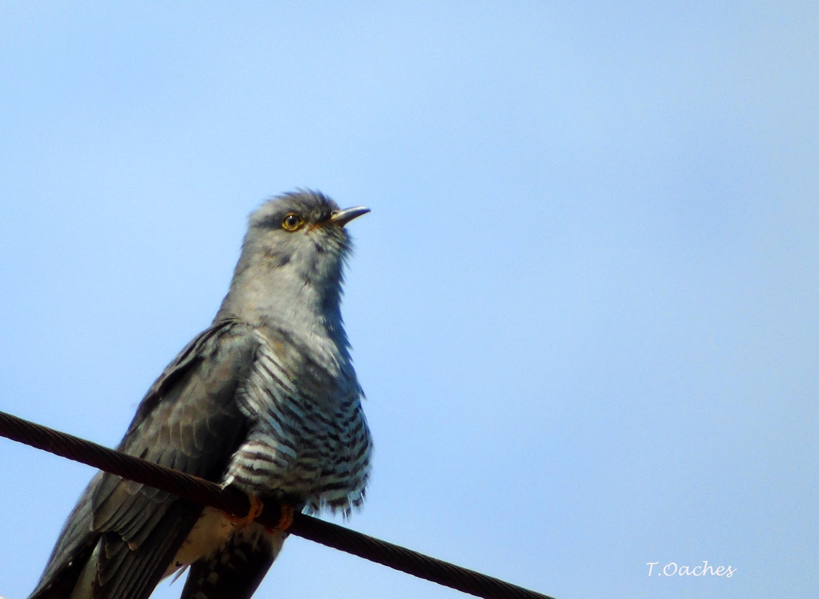 PASARI DIN ROMANIA: CUCUL (2), Cuculus canorus