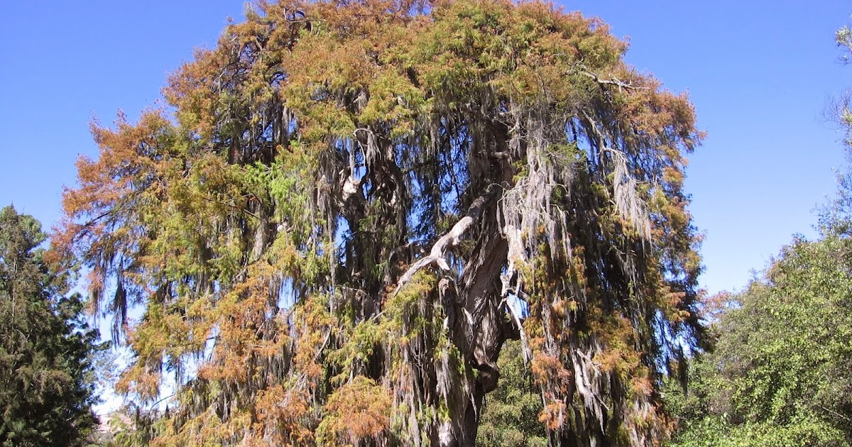 El Sabino - Leyenda de Mexico | Una Leyenda Corta
