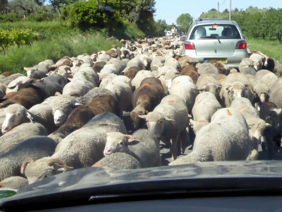 Osler's Razor: Goat cheese and obstacles