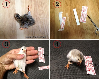 How To Fix Spraddle Legs In Seabright Chicks - Mora Thipper