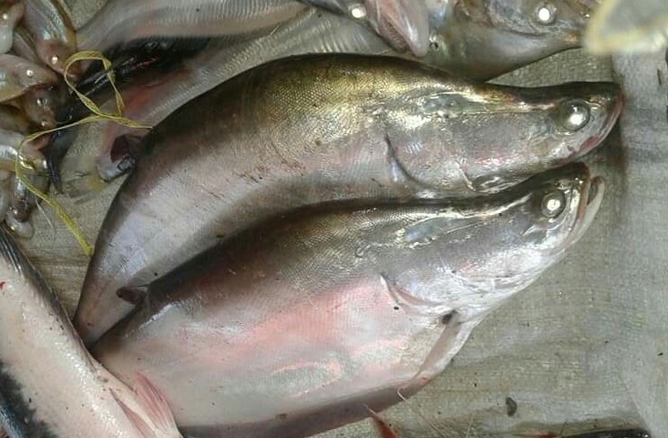 MUSLIM HOMEPAGE: Ikan Belido (Chitala lopis)