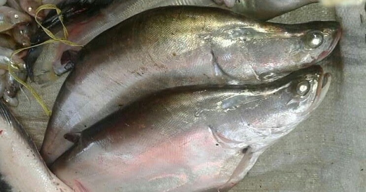 MUSLIM HOMEPAGE: Ikan Belido (Chitala lopis)