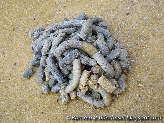 THE TiDE CHAsER Hemichordates Phylum Hemichordata Of Singapore the-tide-chaser-hemichordates-phylum-hemichordata-of-singapore