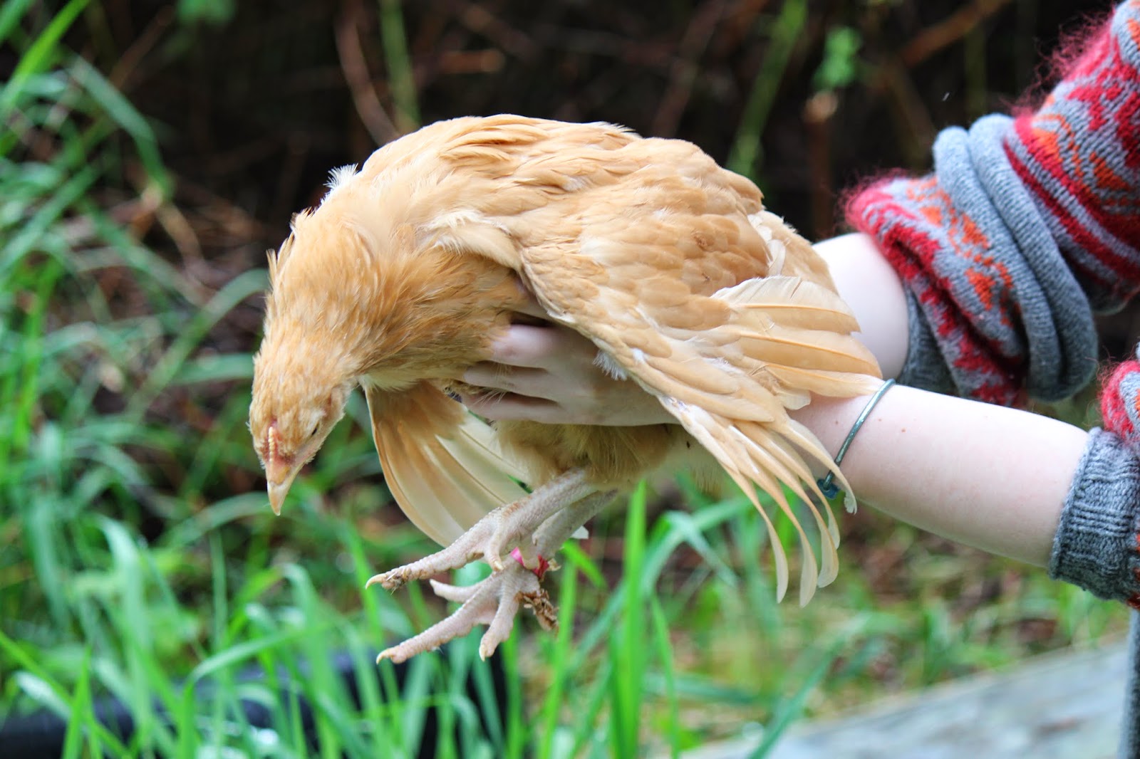 Raising Chickens: Buff Orpington's Progress