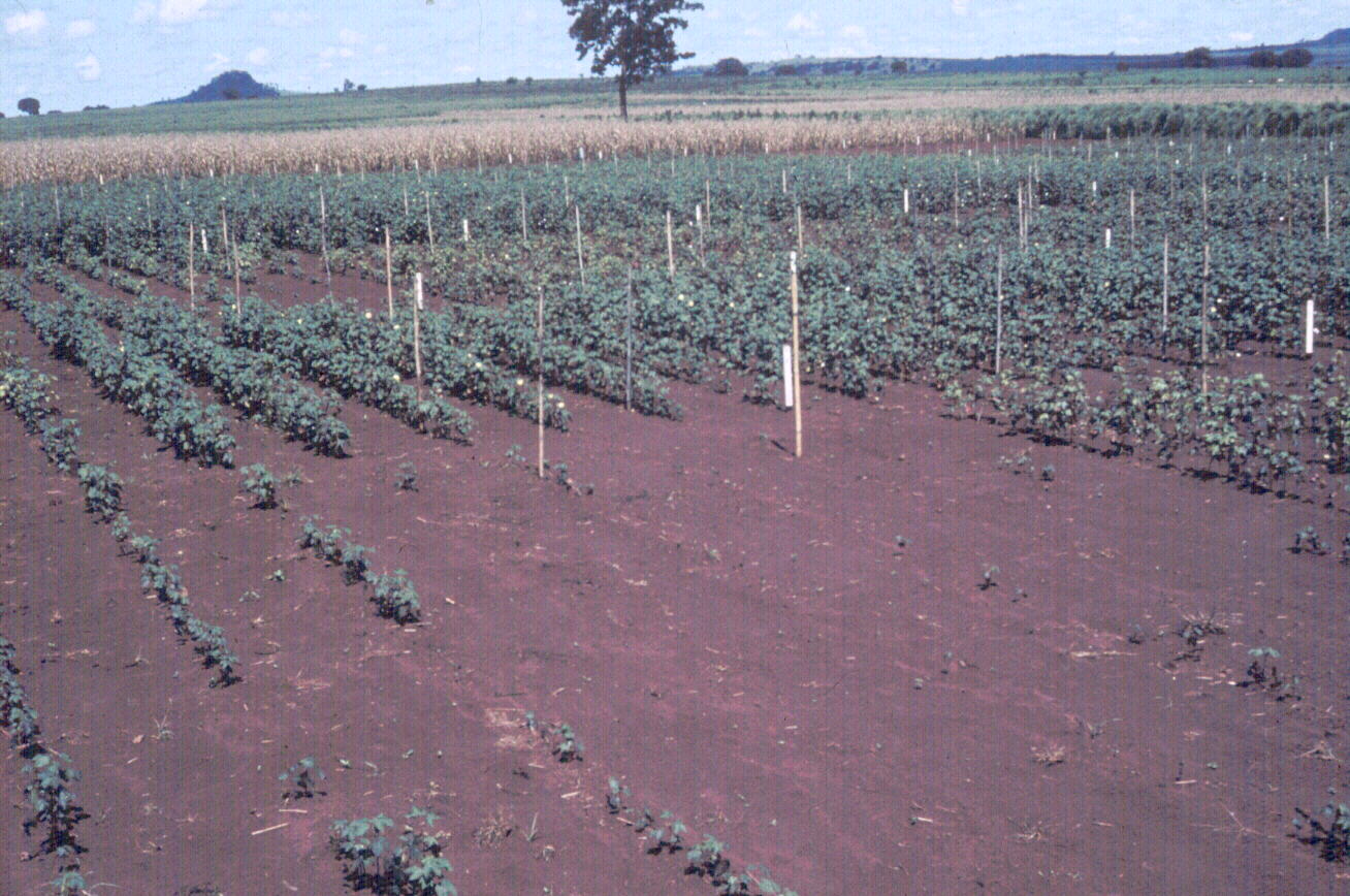 Managing Plant Nutrients: Low soil fertility impeding better crop ...