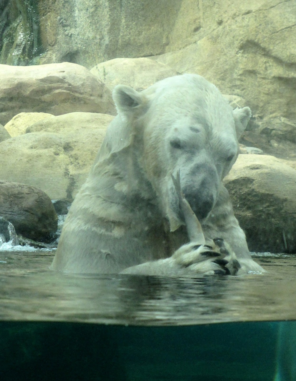 My Polar Bear Friends and Friends of Polar Bears: Payton of the Memphis Zoo