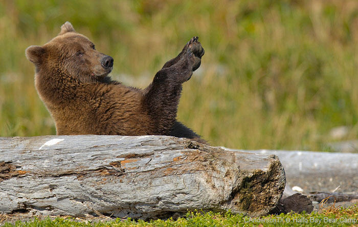 Bears at Hallo Bay: Relaxing Bear + Camp Update! ©CAndersonTX