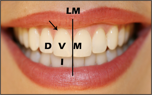 Introdução à Anatomia Dental Parte #1 - Divisão dos Dentes em Faces ...