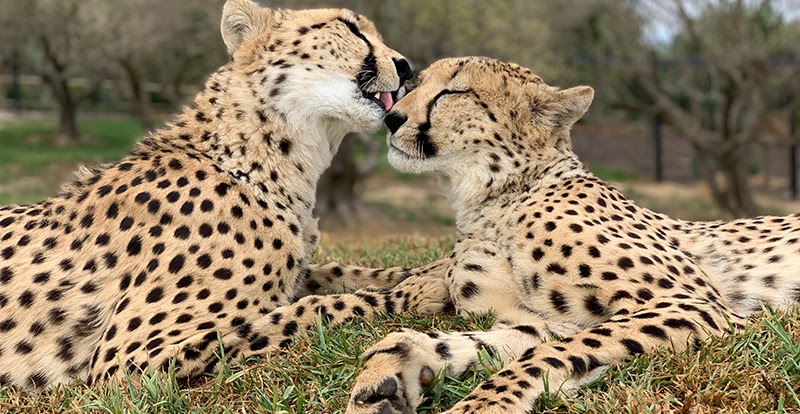 Big Cats -The Cheetah