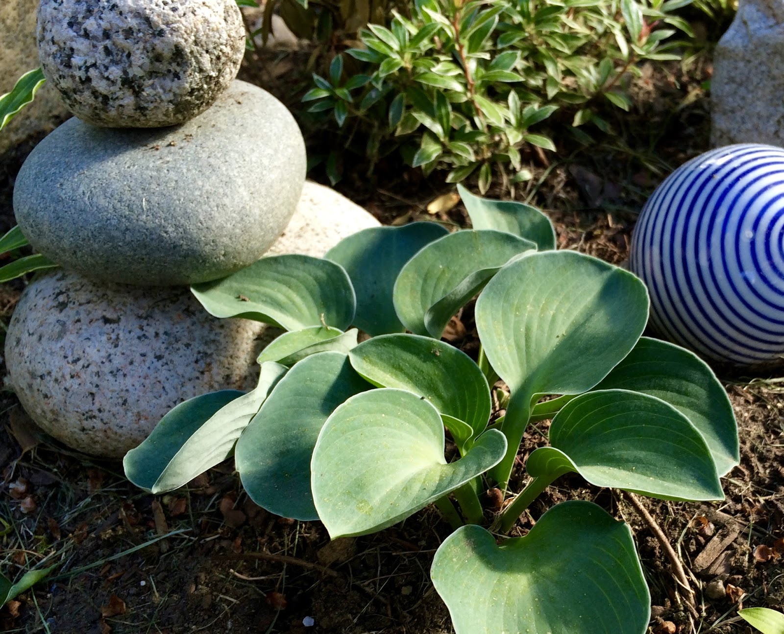 Joyful Puttering: Collecting Creating Connecting: Mini Hosta Garden