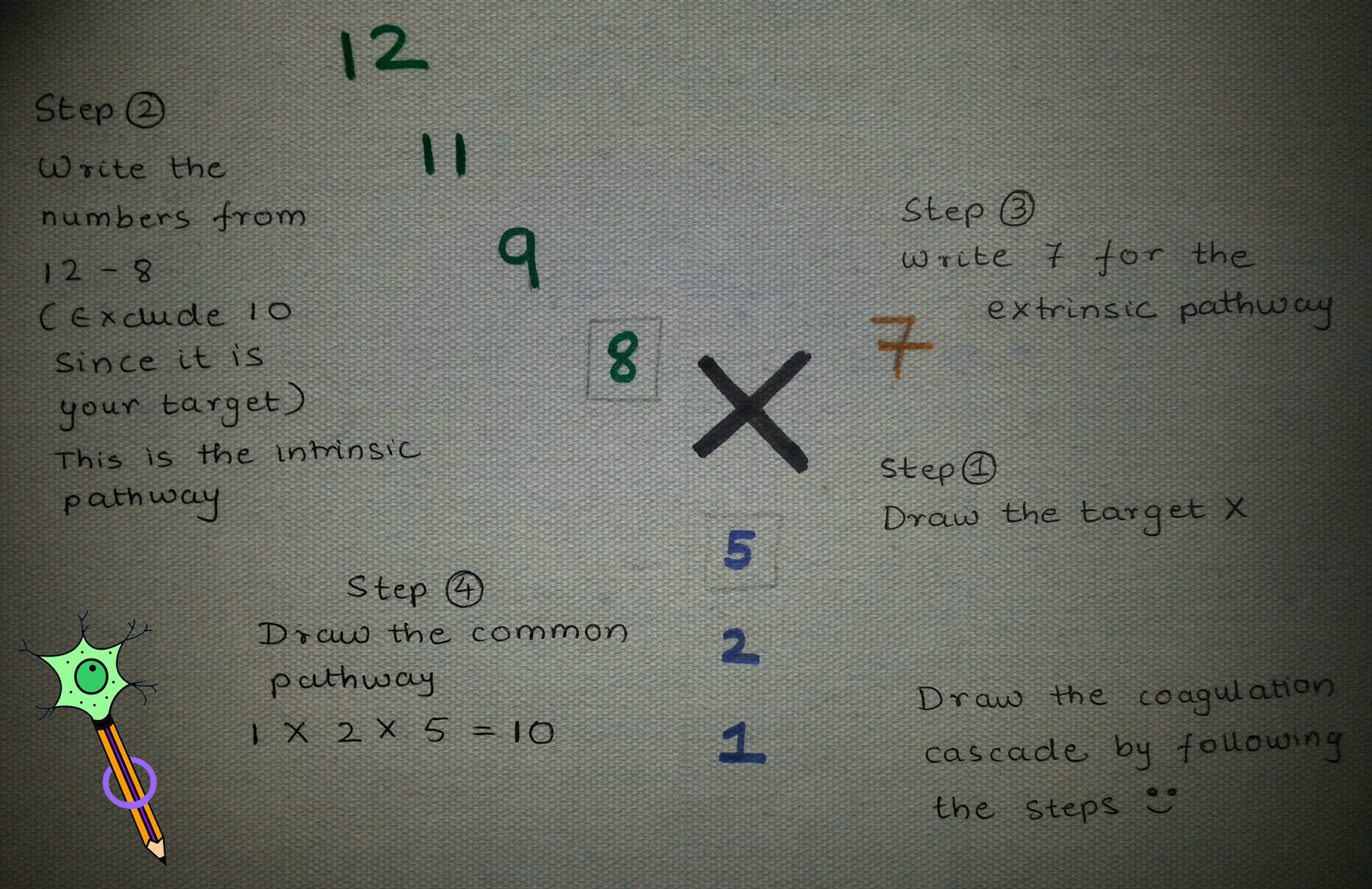 Coagulation Factors (Cascade) Easy To Learn With Mnemonics and Diagram