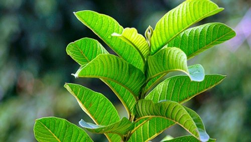 14 Manfaat Daun Jambu Biji Yang Jarang Orang Ketahui Padahal Luar