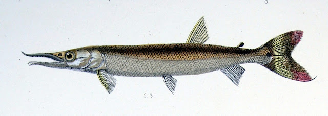 BICUDA (Boulengerella cuvieri)